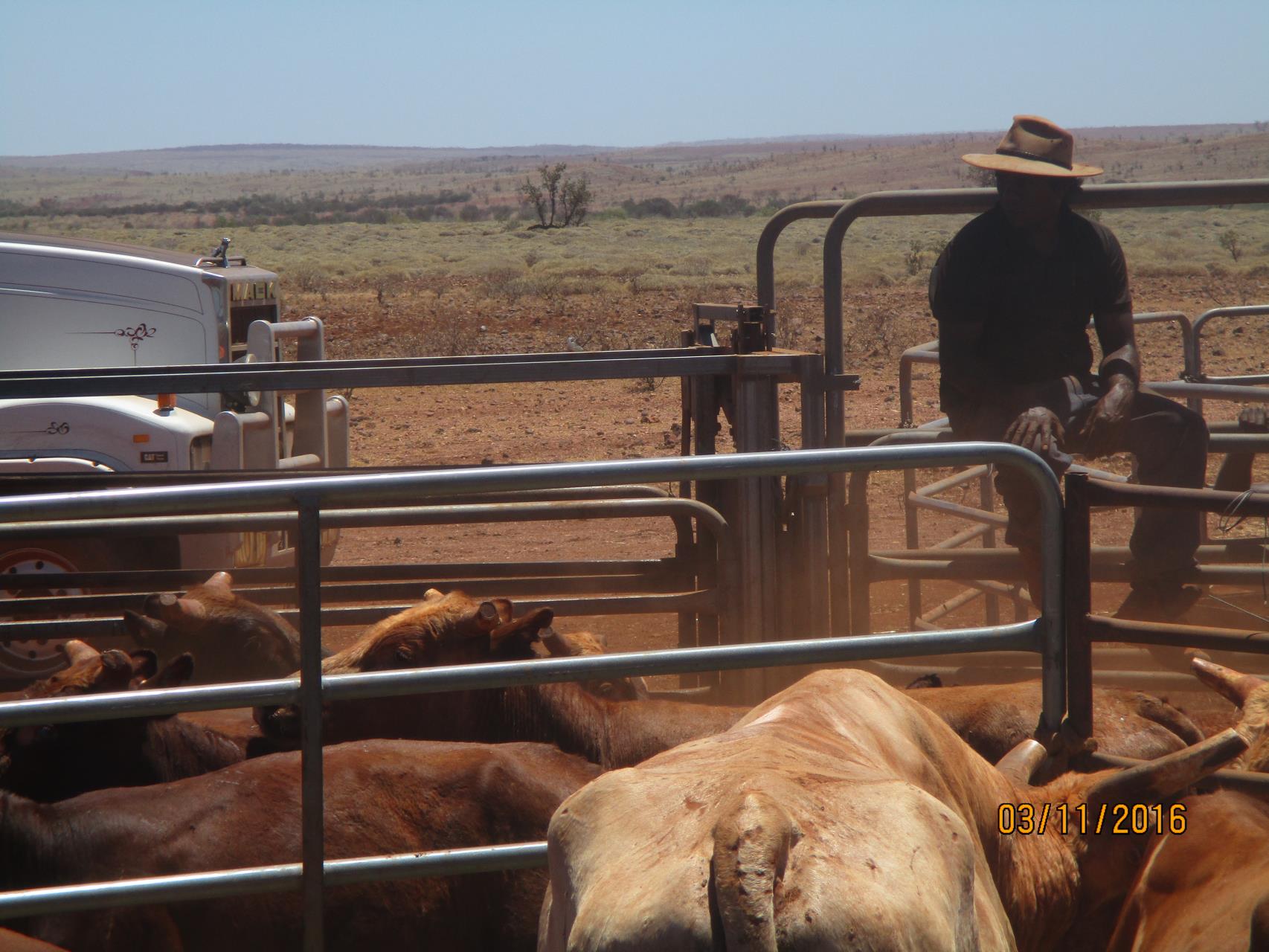 Pastoral Industry Services » Djeleanna